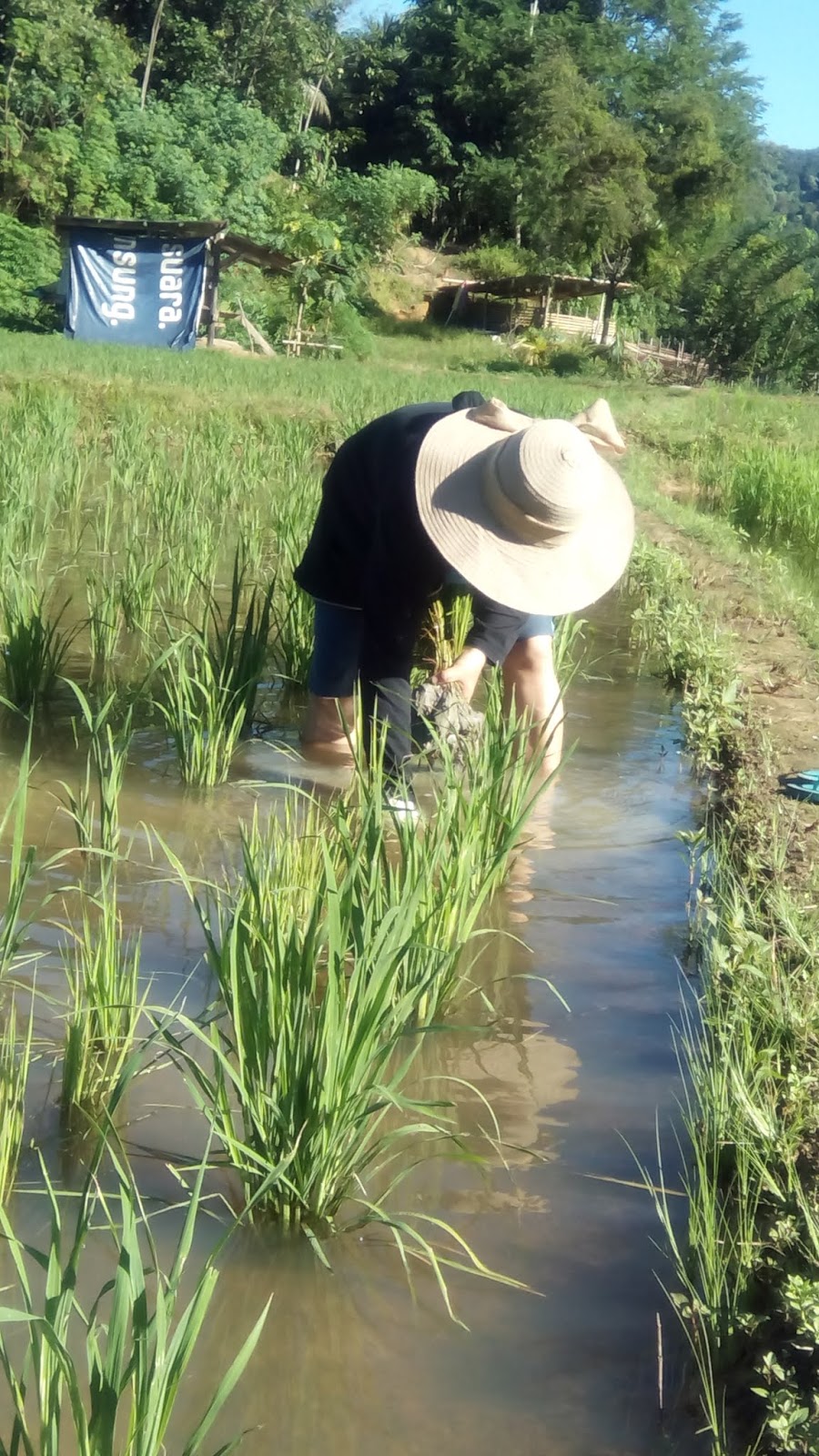 proses menanam padi sawah