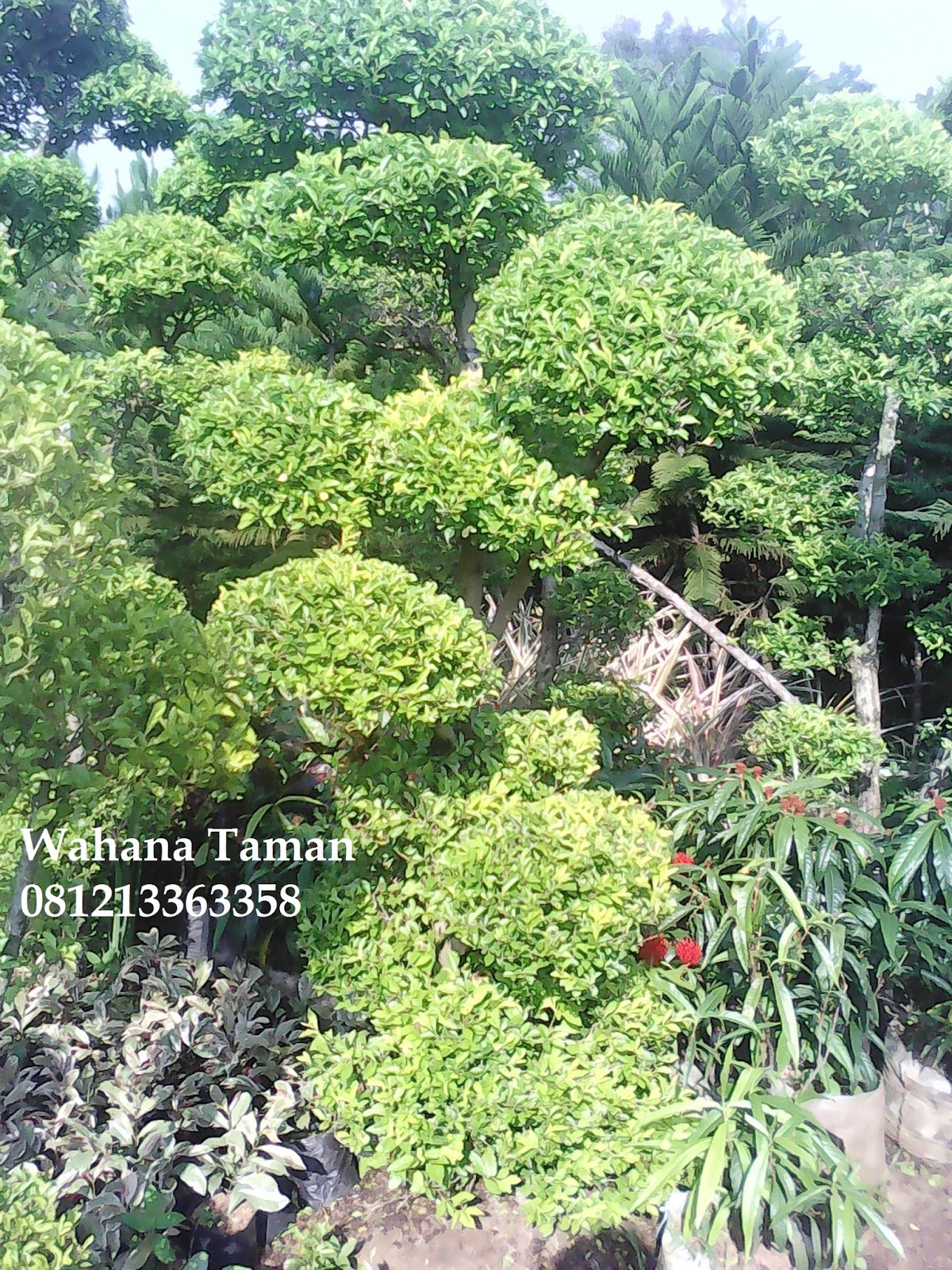 POHON PANGKAS KUNING, JUAL BONSAI PANGKAS KUNING, BIBIT PANGKAS KUNING ...
