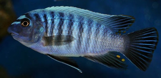 Alma d'Água: Peixes / Perciformes / Cichlidae / Ciclideos Africanos ...