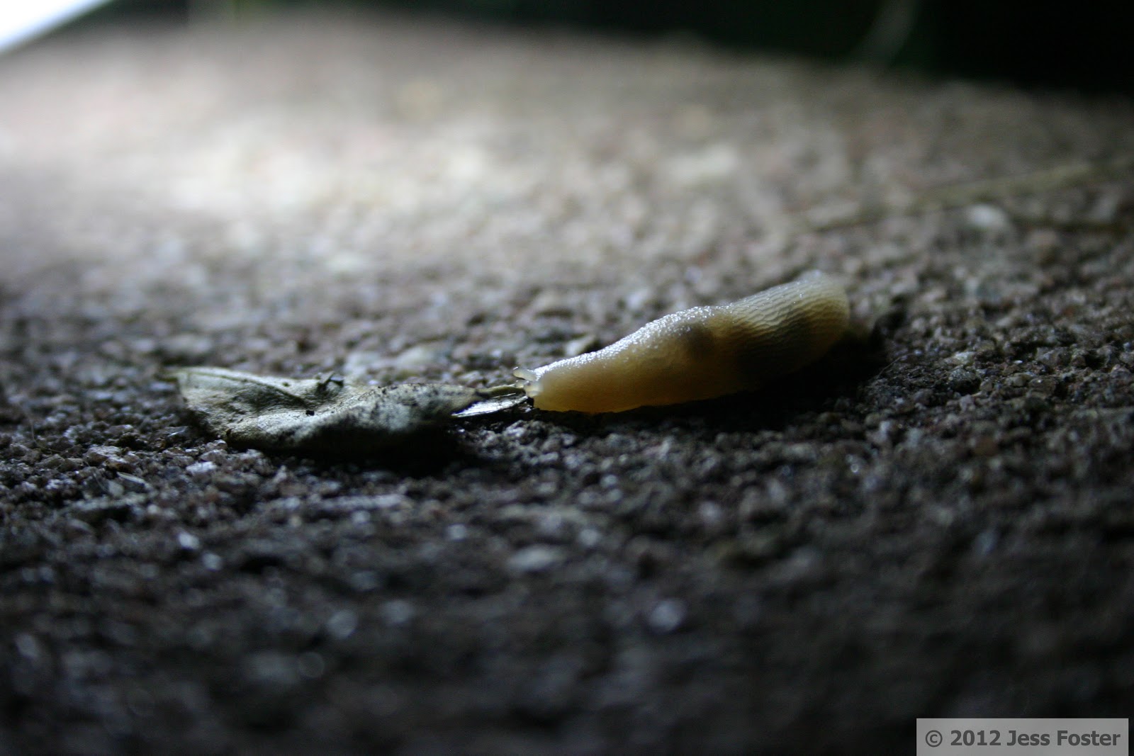 Sluggin' Along: See-Through Slug