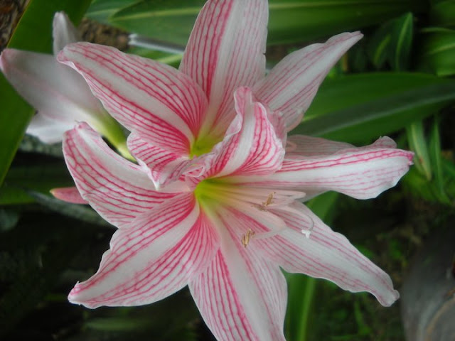 ..Cooking with soul.....: POKOK BEBAWANG