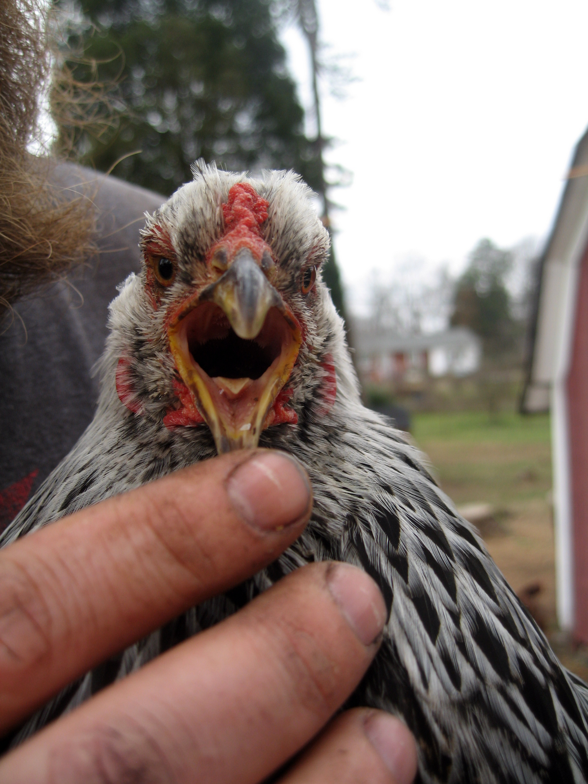 Carolina Backyard Farm: suggestion for remaking "The Birds"