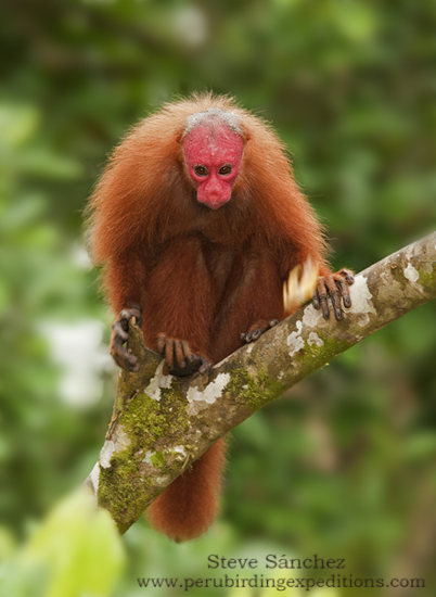 animales en peligro de extincion.com