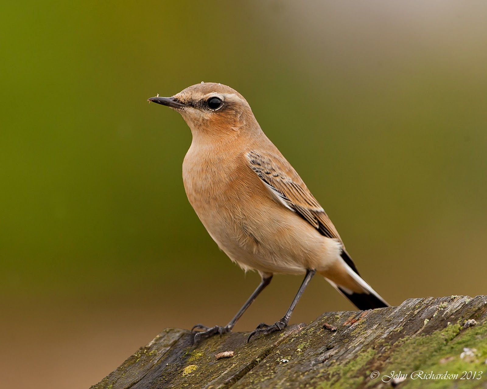 Old Man of Minsmere aka John Richardson: Very friendly WHEATEAR at ...