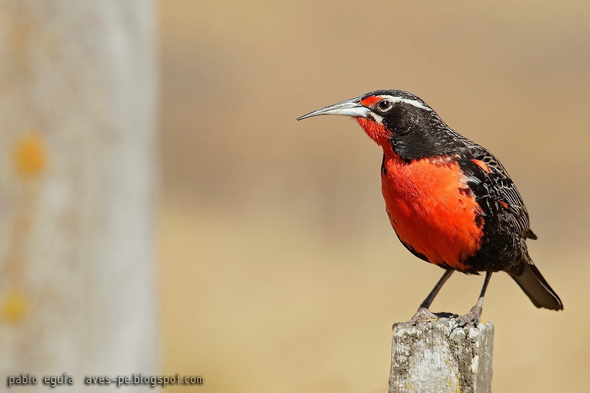 mis fotos de aves: Leistes loyca Loica Long-tailed Meadowlark