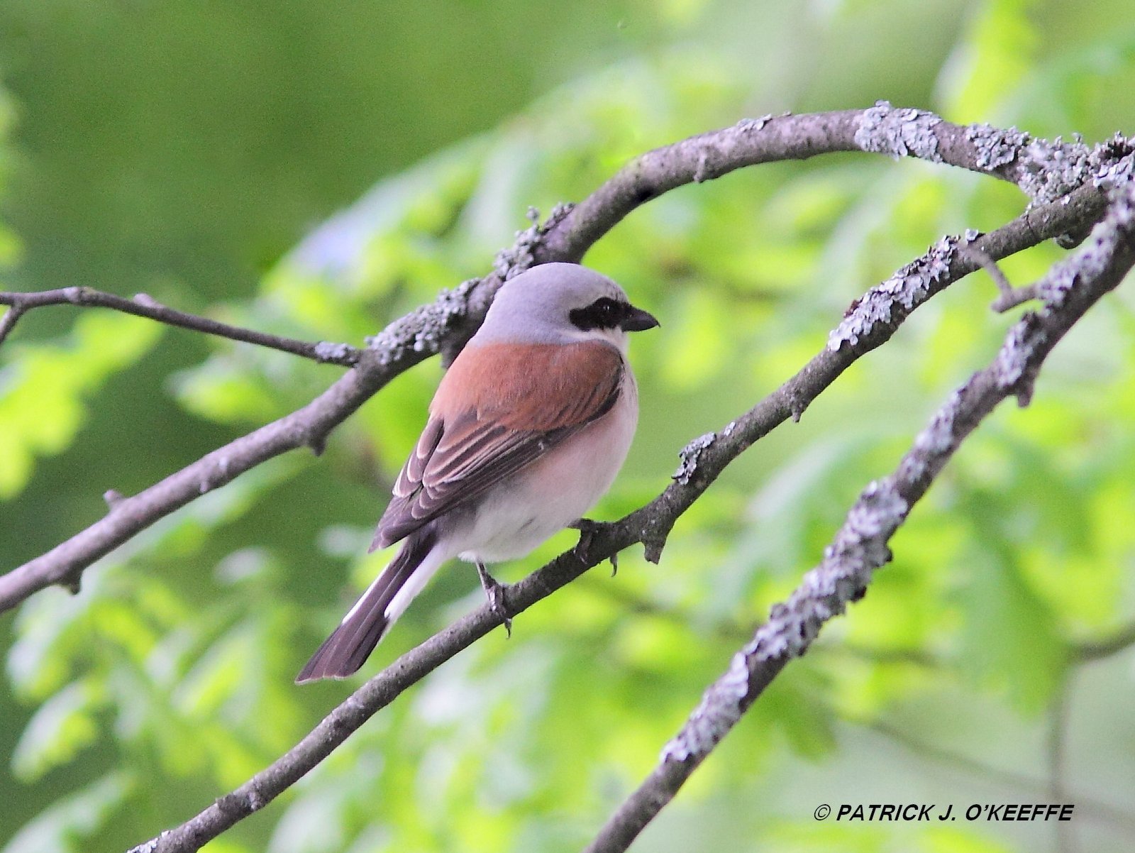 Raw Birds: March 2013