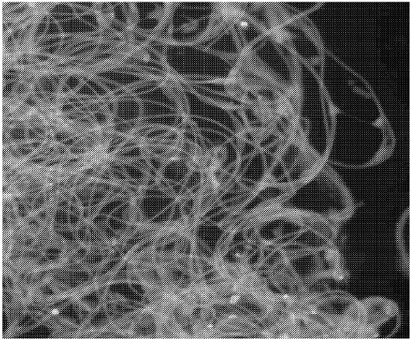 MEGACHIROTTERA: FILAMENTI BIANCHI POLIMERICI: UN’ANALISI CRITICA