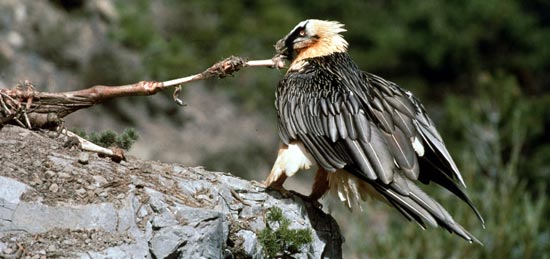 Grupo Divulgativo sobre los Buitres de la Península Ibérica ...
