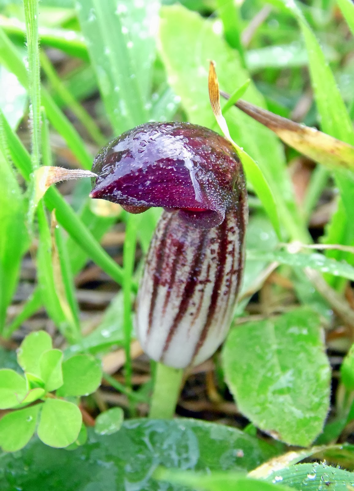 Random Jottings: Plants