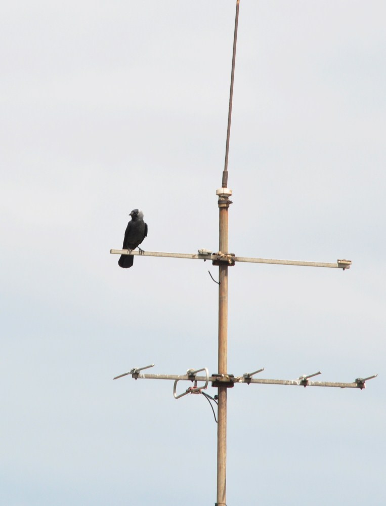 Catalin Negru: Puiul...de Stancuta
