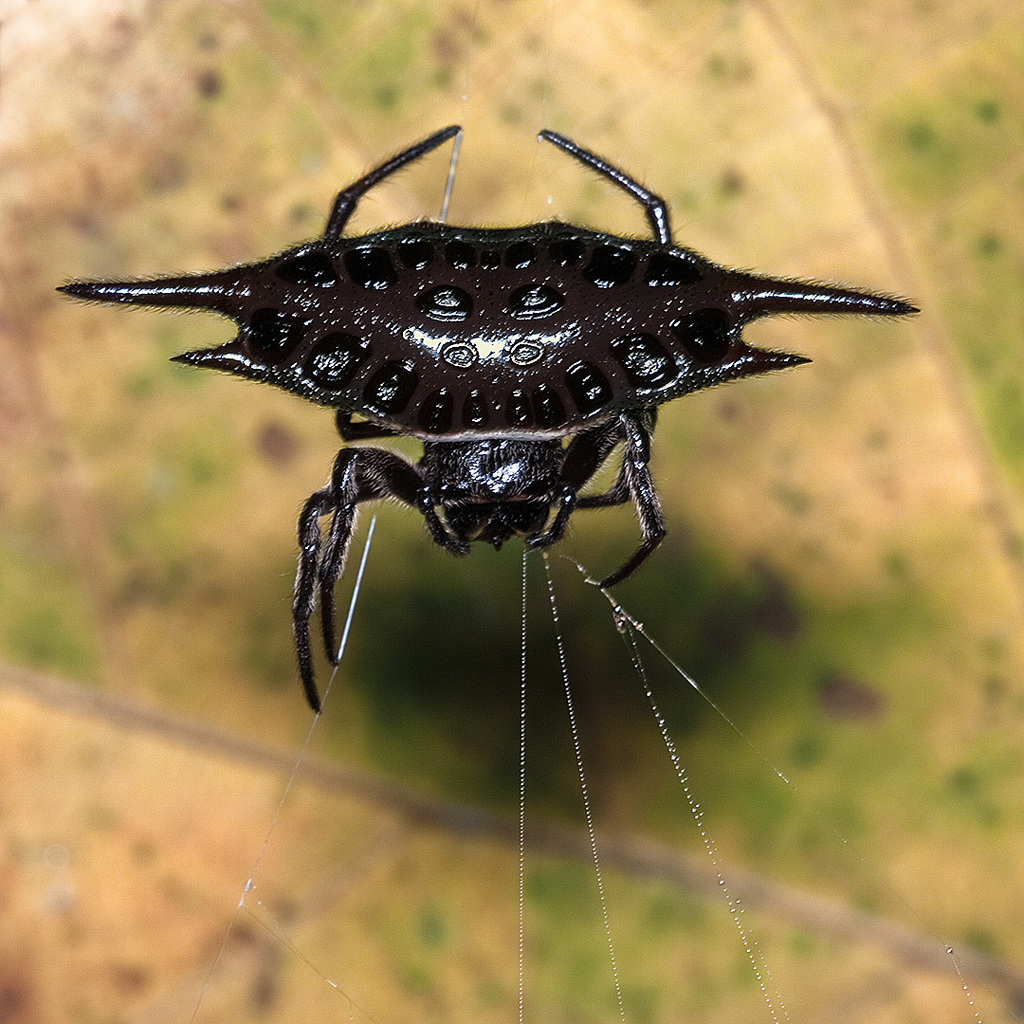 Real Monstrosities: Spiny Orb-weaver Party!