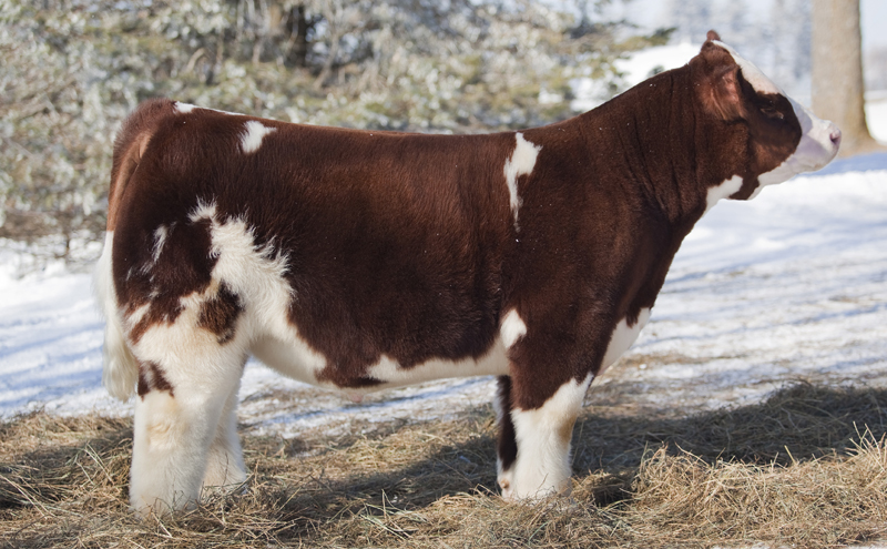 RCC Blog: New Bull Purchase: Man Among Boys!