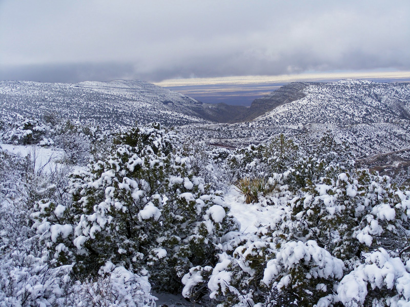 Desert Packrat: High Desert Snow