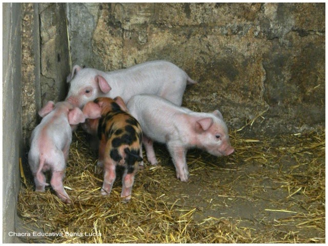 Chacra Educativa Santa Lucía: Animales de la Chacra: Los Chanchos