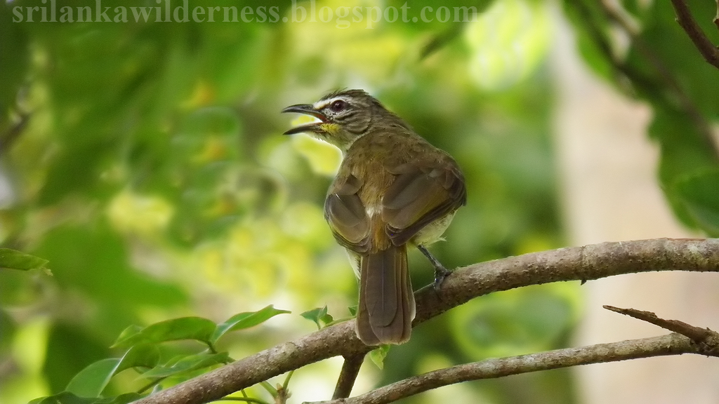 Wild Sri Lanka: Dancing With Bubuls.......