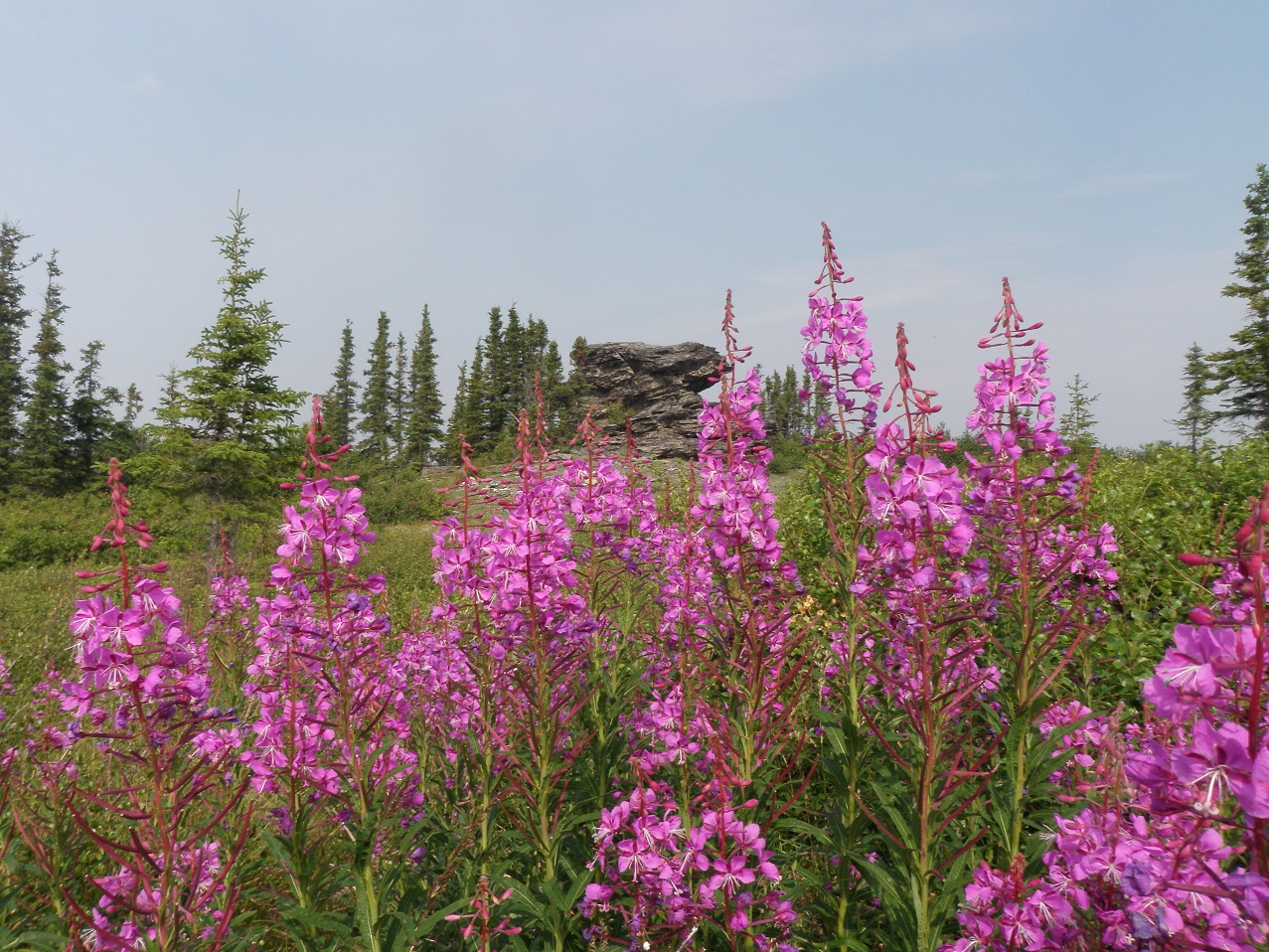 From the Silicon to the Tanana Valley: Fireweed! Fireweed! Fireweed!