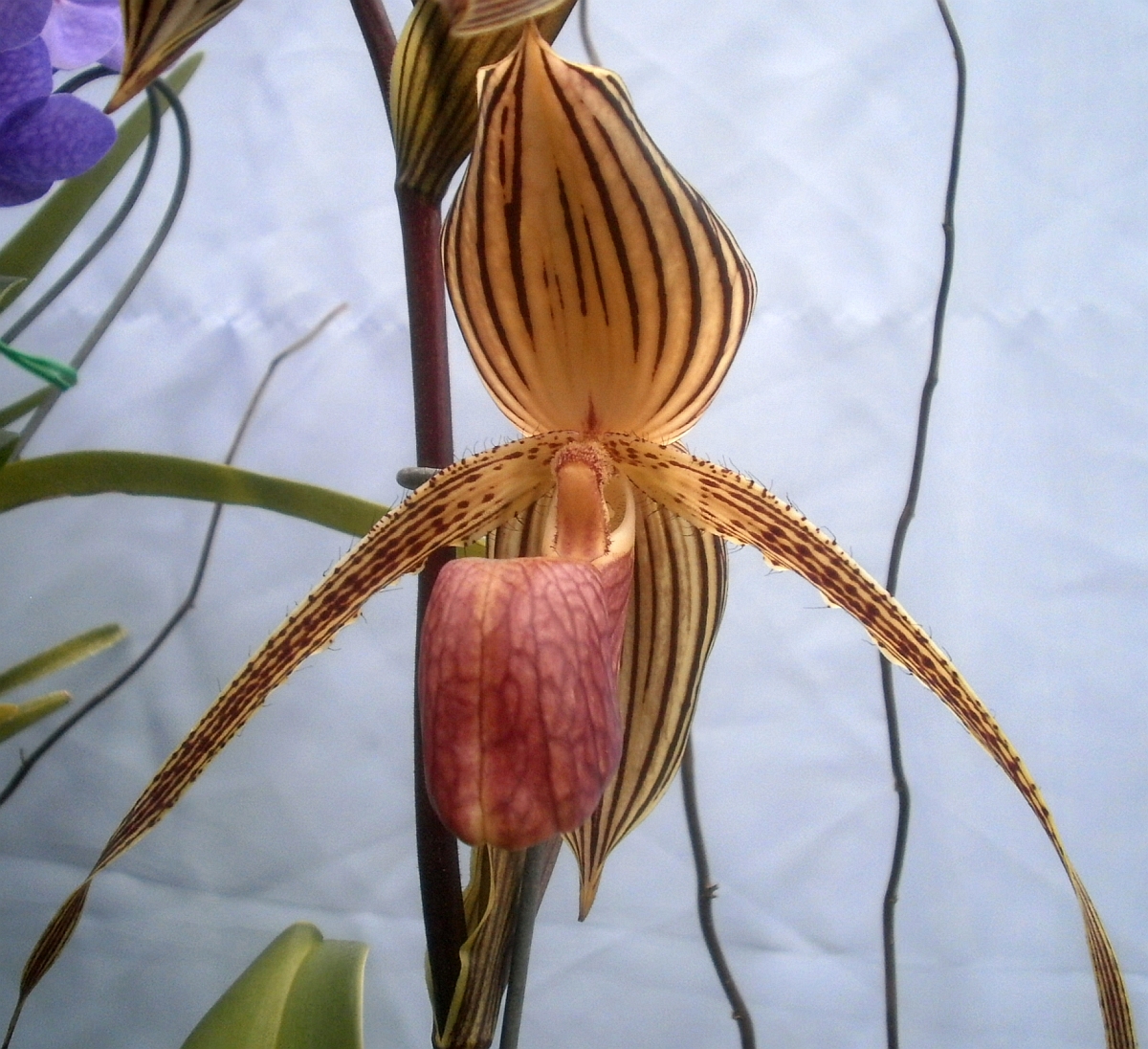 Plants are the Strangest People: Pretty picture: Paphiopedilum Lady Isabel