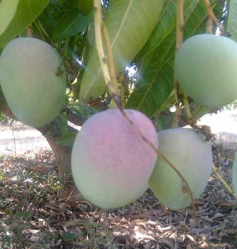Flowers & Fruits! : Visit to Mango orchard in Srinivasapura,Kolar ...