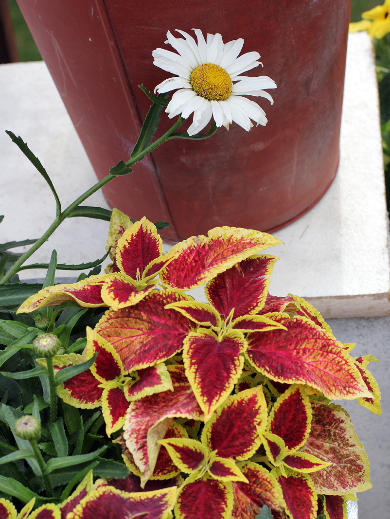 Rain Is Good For Growing Things | Bernier-isms & Random Thoughts