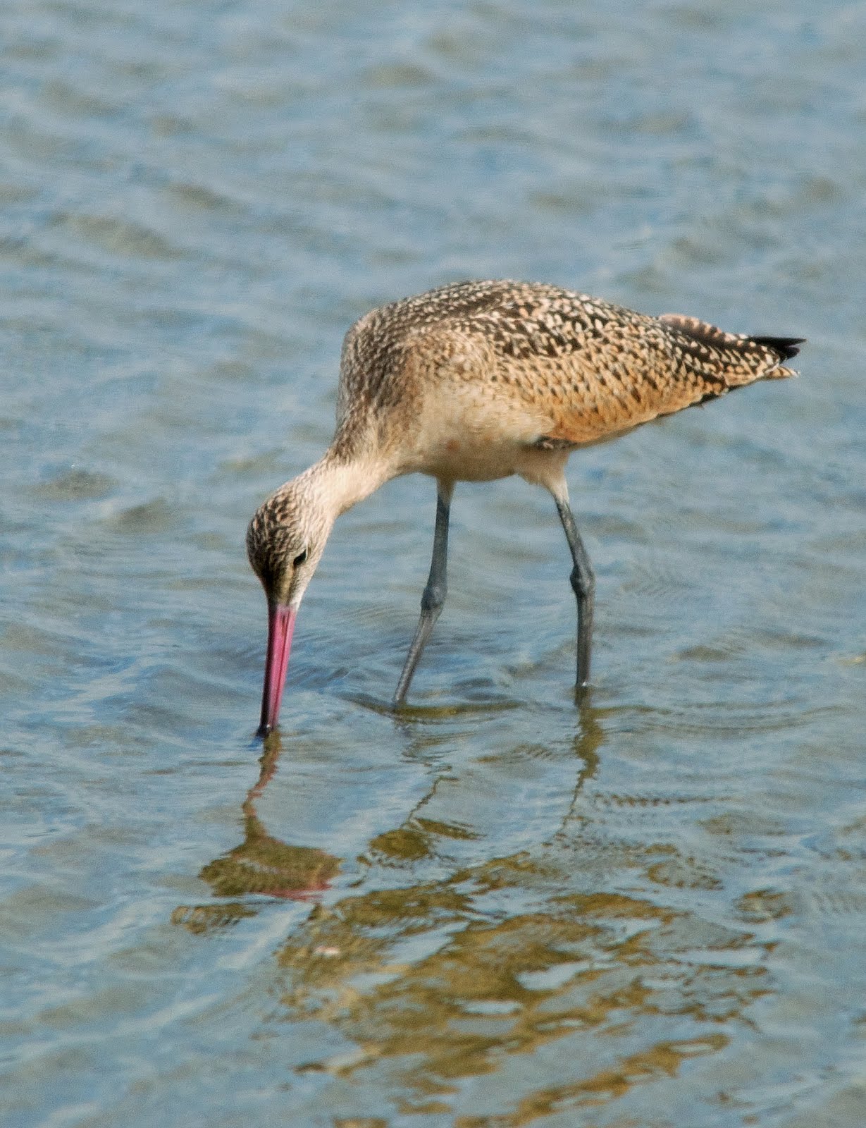 NW Bird Blog: Marbled Godwit