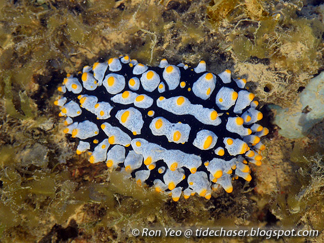 tHE tiDE cHAsER: Nudibranchs (Phylum Mollusca: Clade Nudibranchia) of ...