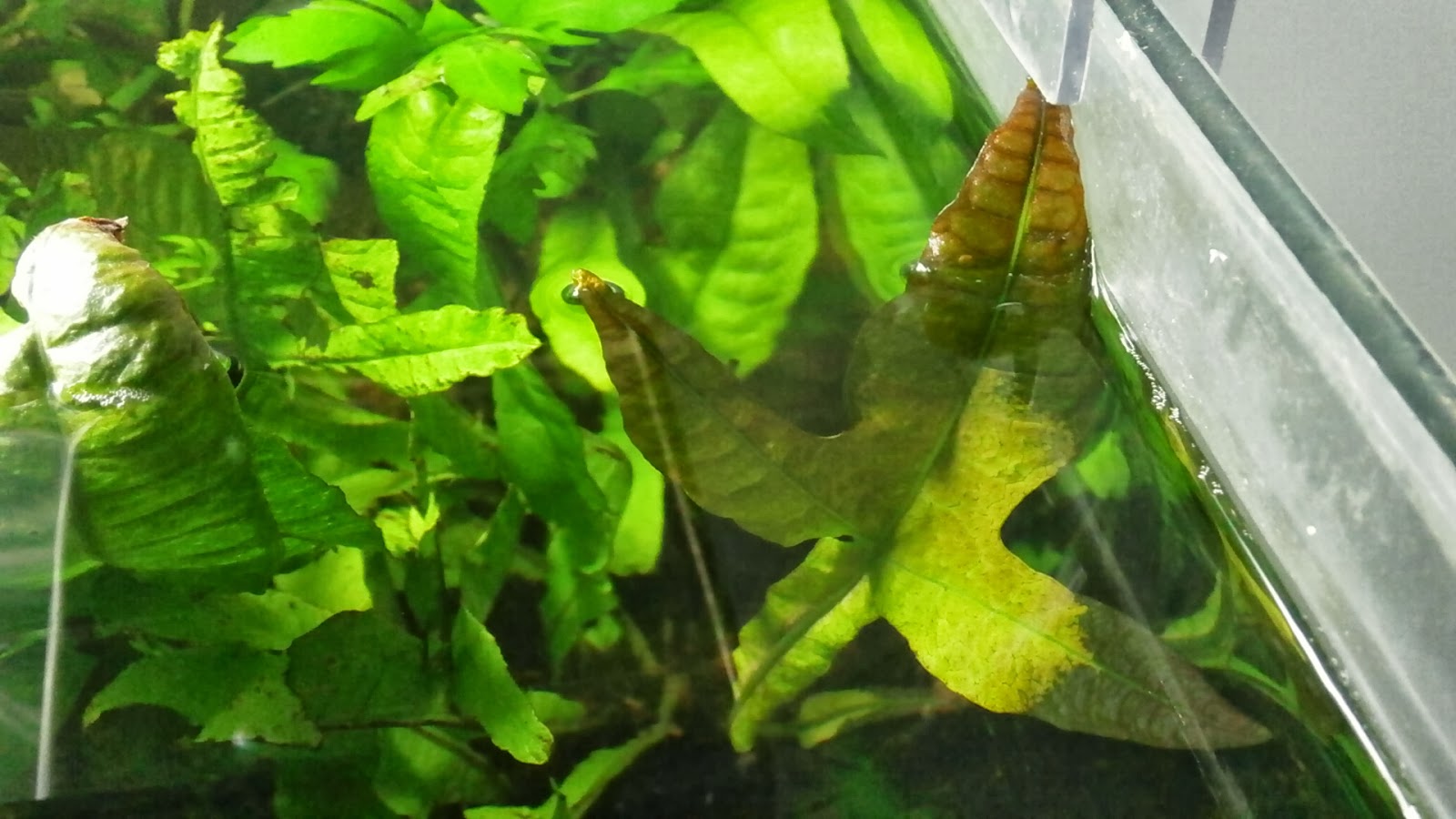 It's All About Aquascaping!: Red Java Fern Update