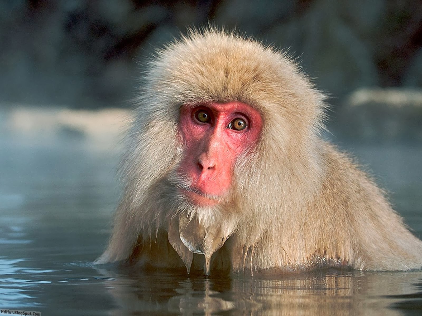 top 16 Most Cute And Beautiful Monkey Wallpapers In HD ( new )