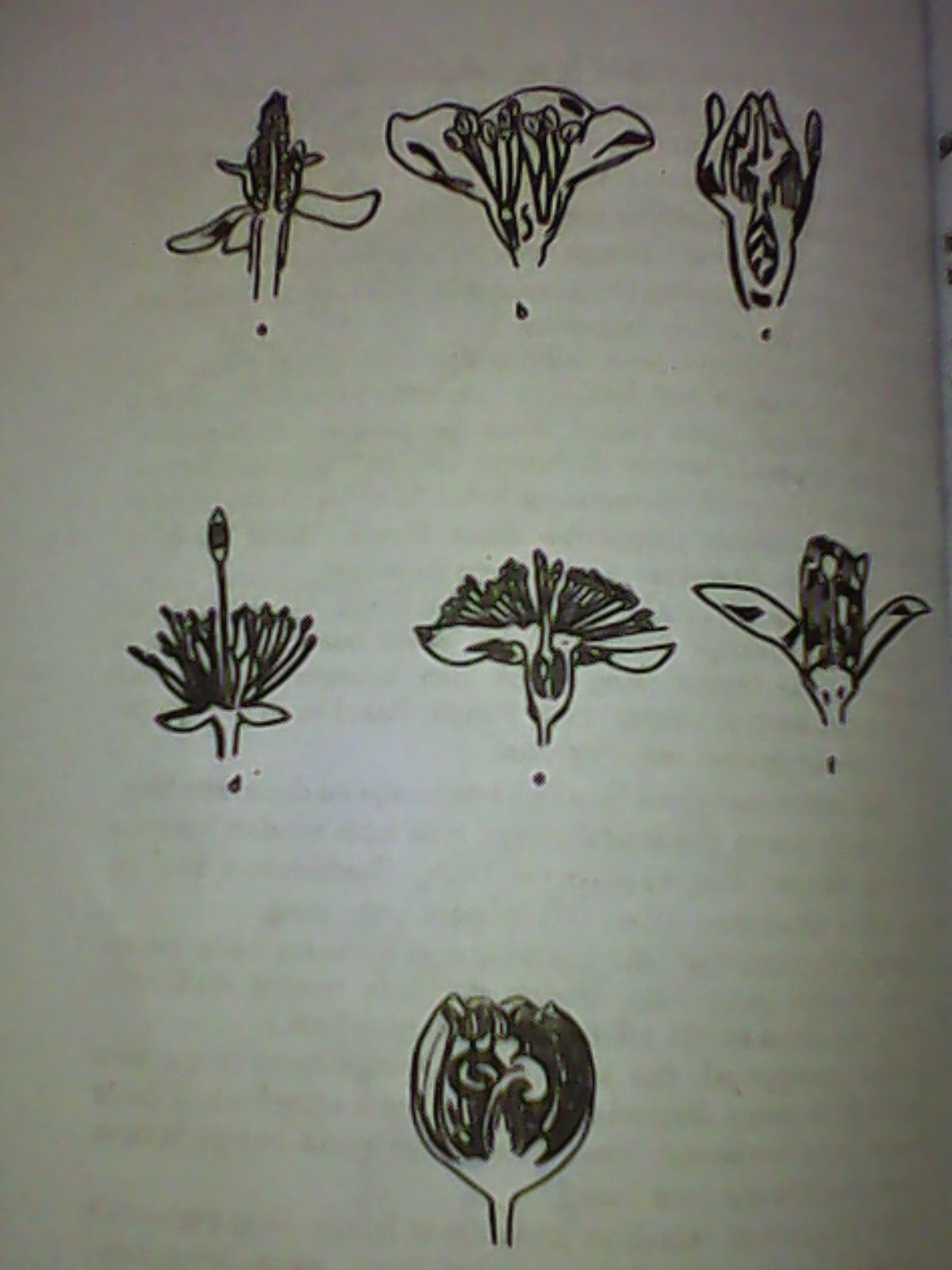 morfologi tumbuhan : BAGIAN-BAGIAN BUNGA