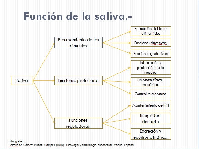 Embriología Bucodental: La Saliva.-