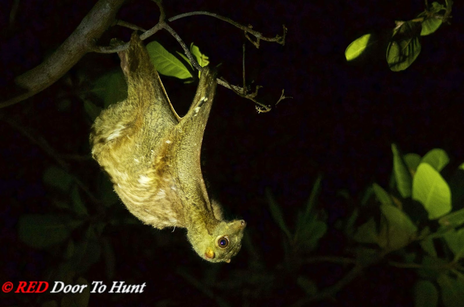 RED Door To Hunt: Kubung~Cynocephalus variegatus ( Colugo or Flying Lemur )