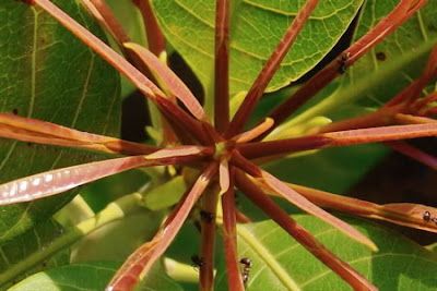 ZieLa: Kabus Di Perbukitan-SINOPSIS [bab demi bab]