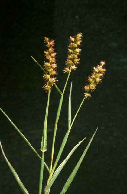 CAILLO ,CADILLO O ABROJO