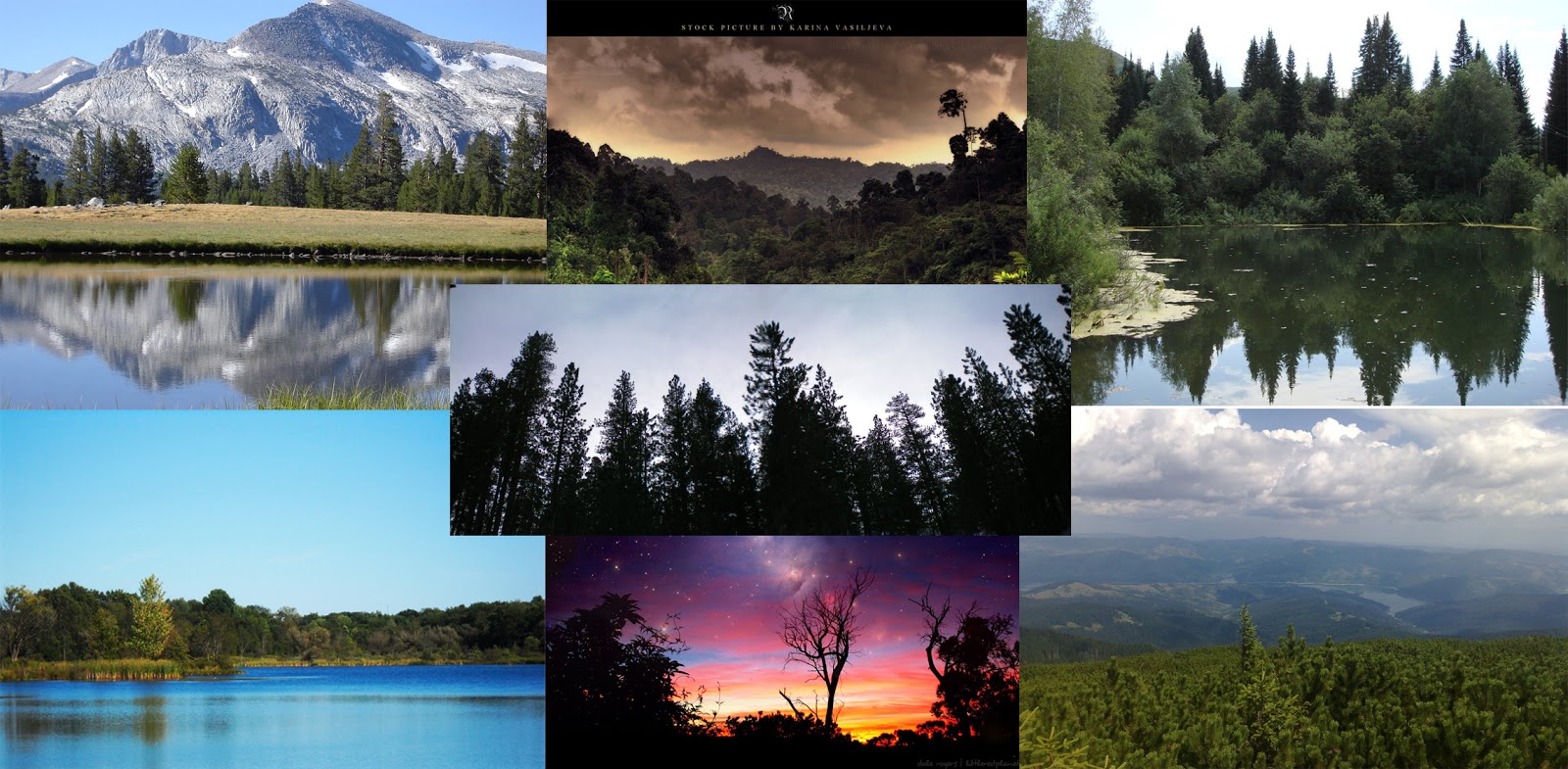 Liz Owen - Graphic Design and Illustration: Forest Inspiration