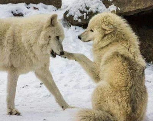 STOP WOLF HUNTS: THE WAR ON WOLVES