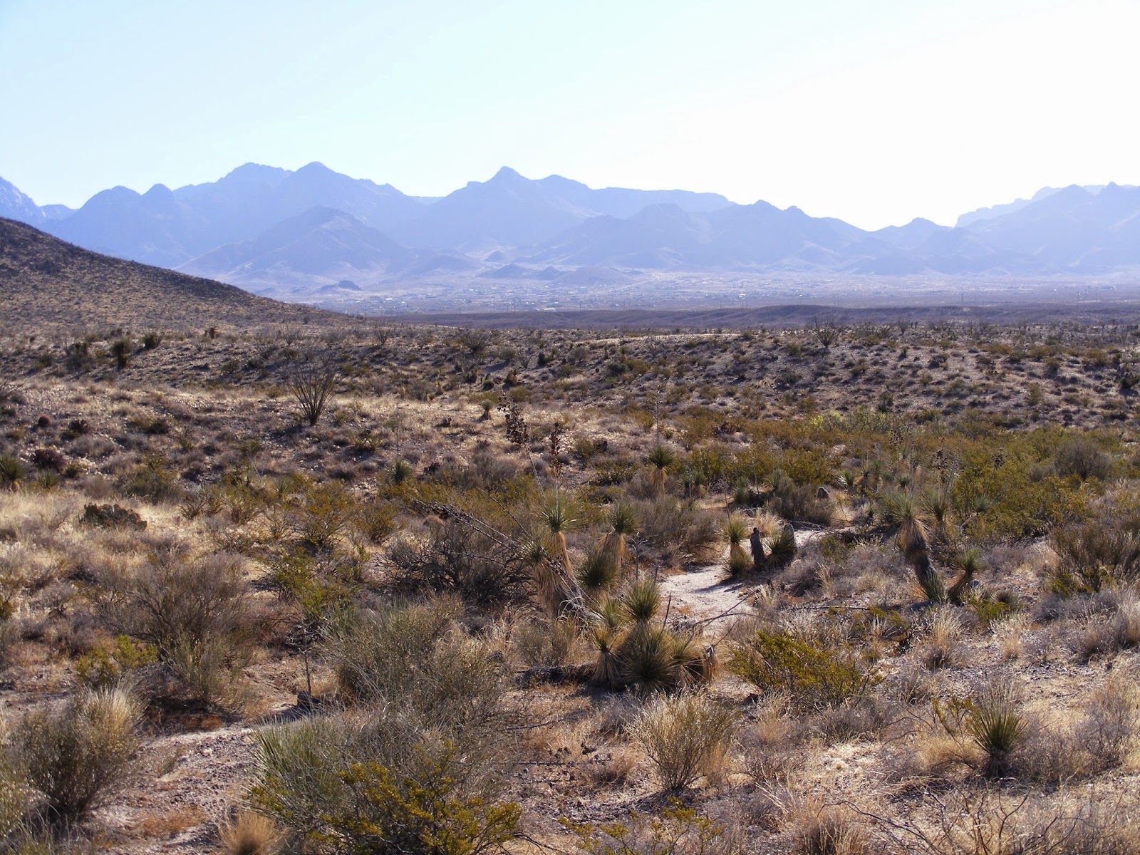 Desert Packrat: What is it About Arroyos?