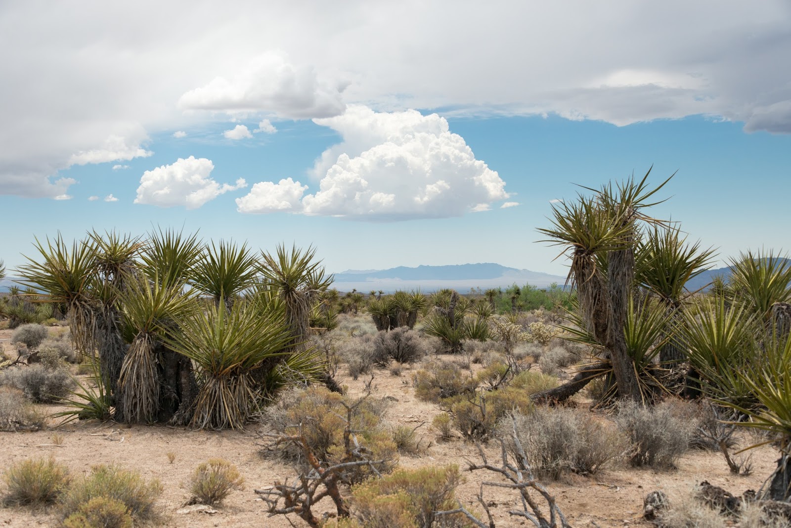 Amazing Desert Wildlands Receive Permanent Protection