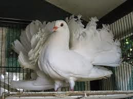 VH Birds: Conhecendo Pombas de Leque