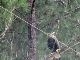 Wisdom of Silver Eagle: Bald Eagle Yearling spotted