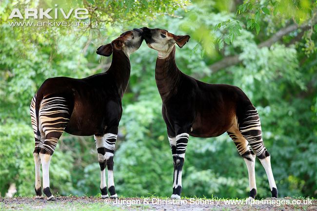 FROM THE HEART WITH GINI RIFKIN: Nothing Ordinary about Okapis