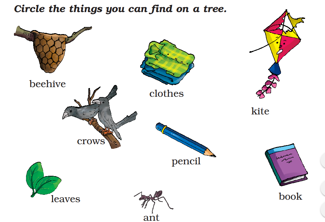 circle the correct things - kids exercies | Learn English For Kids