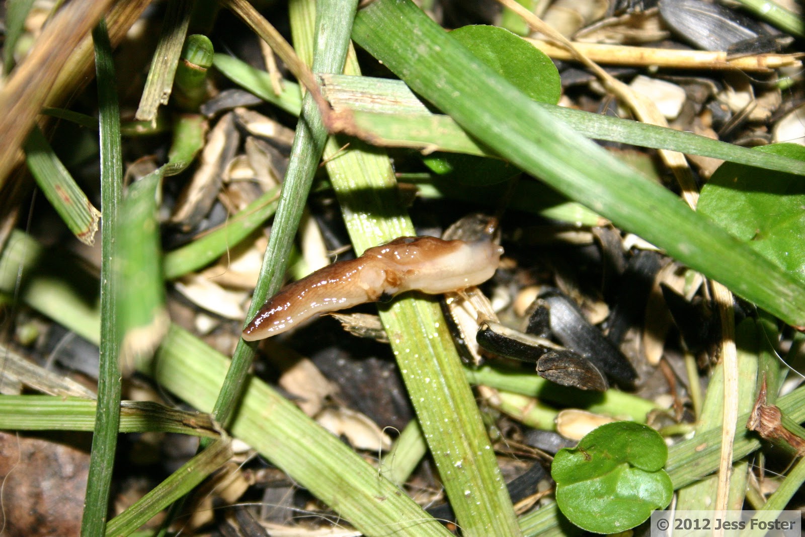 Sluggin' Along: Infected Slugs: Case #4