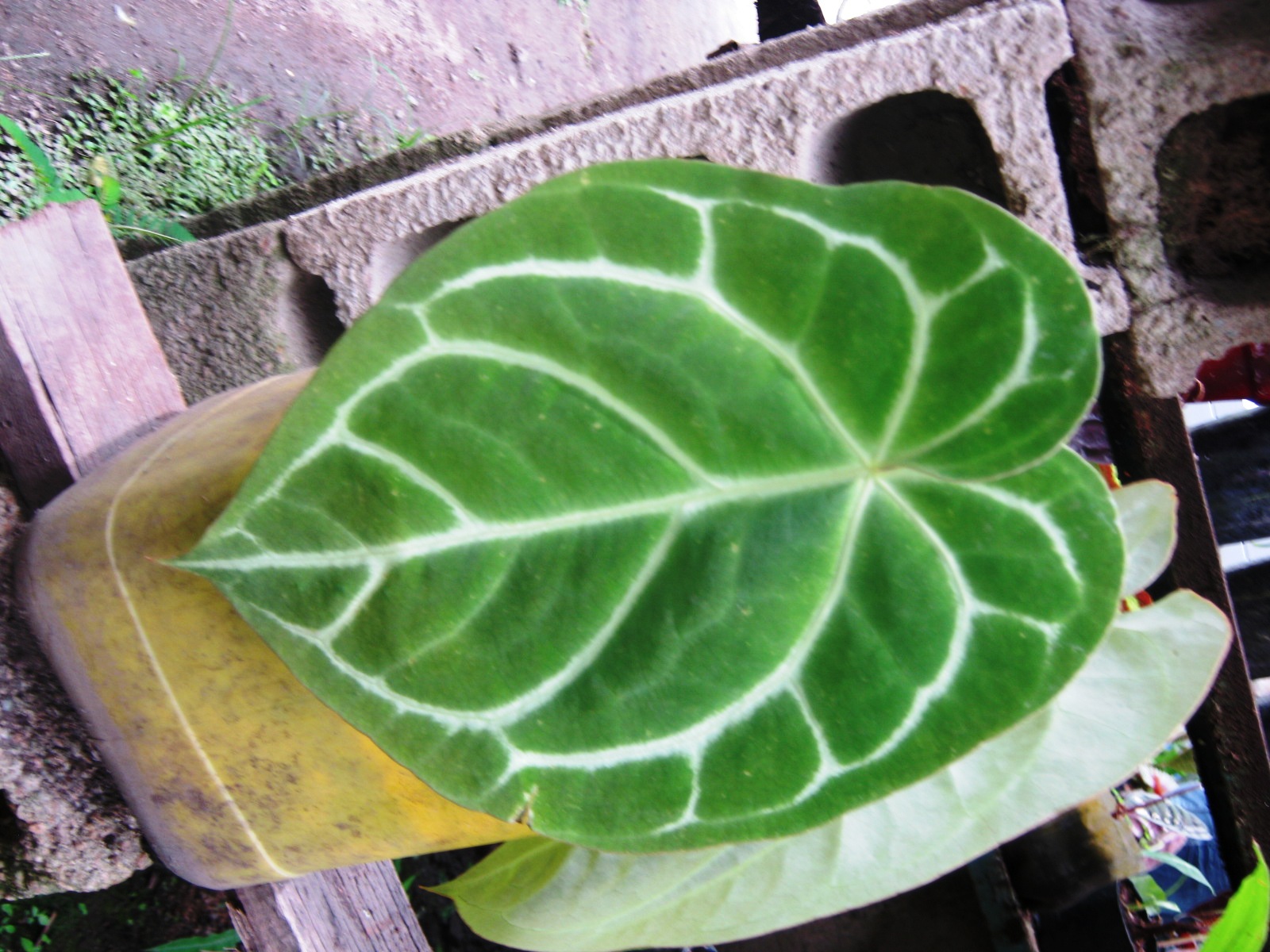 APUNTES - REVISTA DIGITAL DE ARQUITECTURA: Flores y plantas de la Selva ...