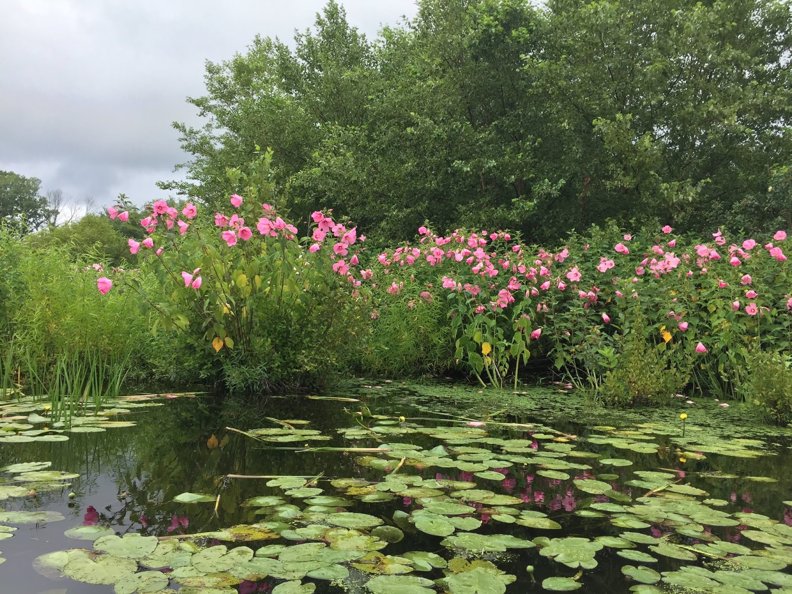 Climate change research in partnership with Thoreau: Variation in swamp ...