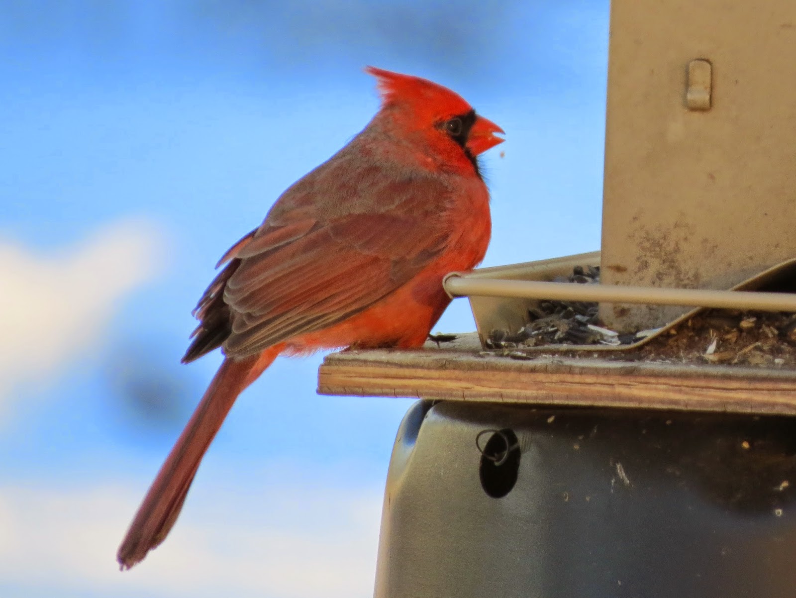 Blue Jay Barrens: Cardinals - The Evening Birds