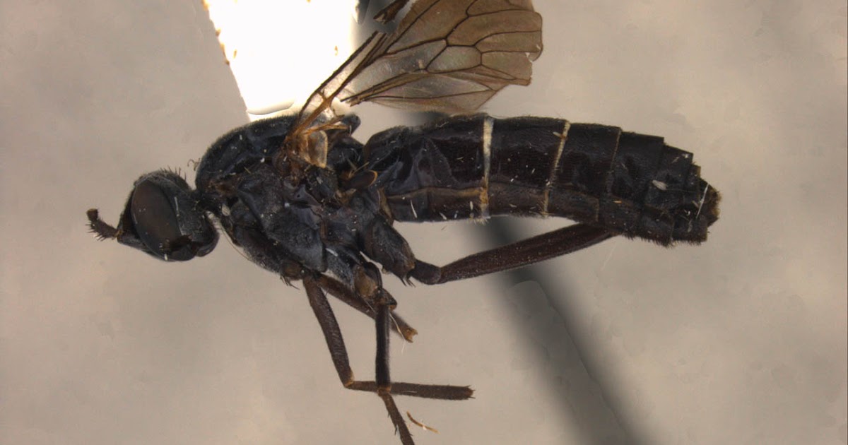 Variety of Life: Therevidae