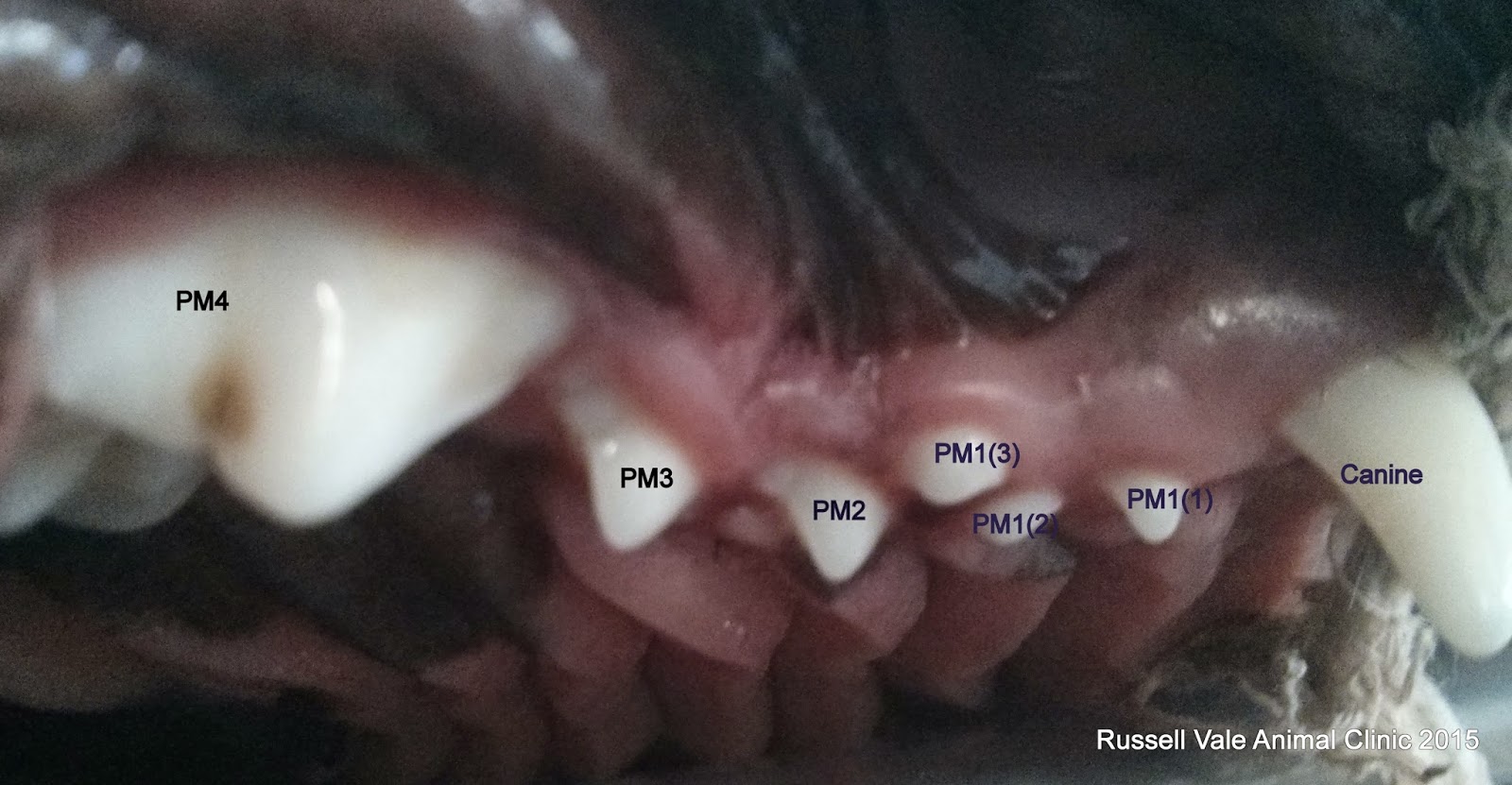 Dr Liz... the mad vet from Russell Vale Animal Clinic: August 2015