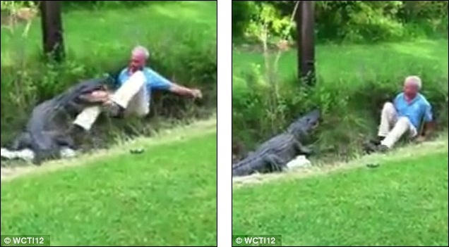 The moment an angry, 250lb alligator attacks a scientist by a North ...