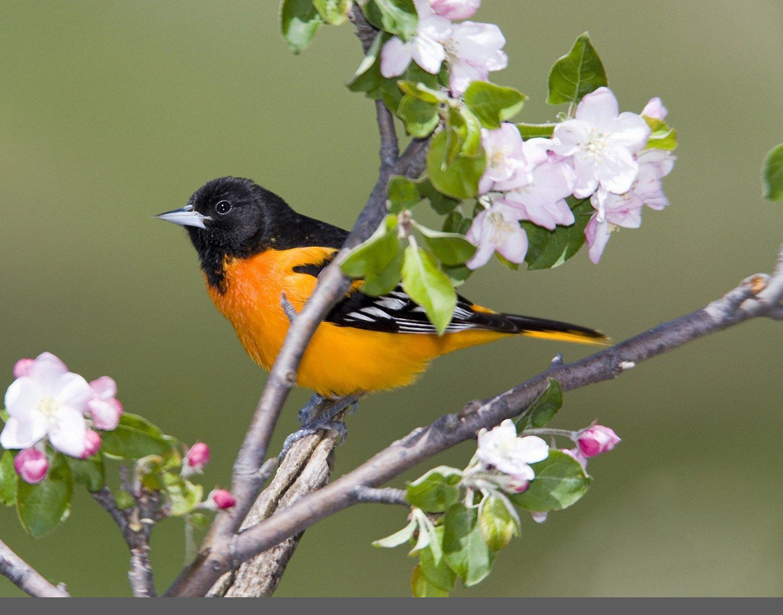 Rupa rupa burung - macam macam burung