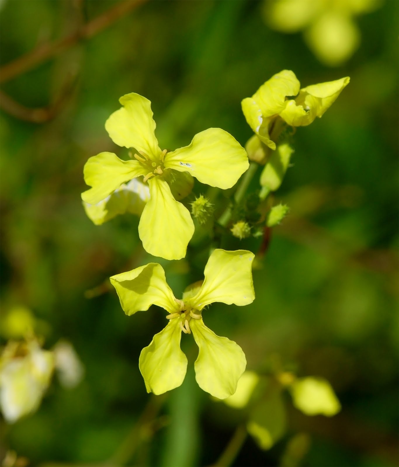 Scottish Wildlife Blog