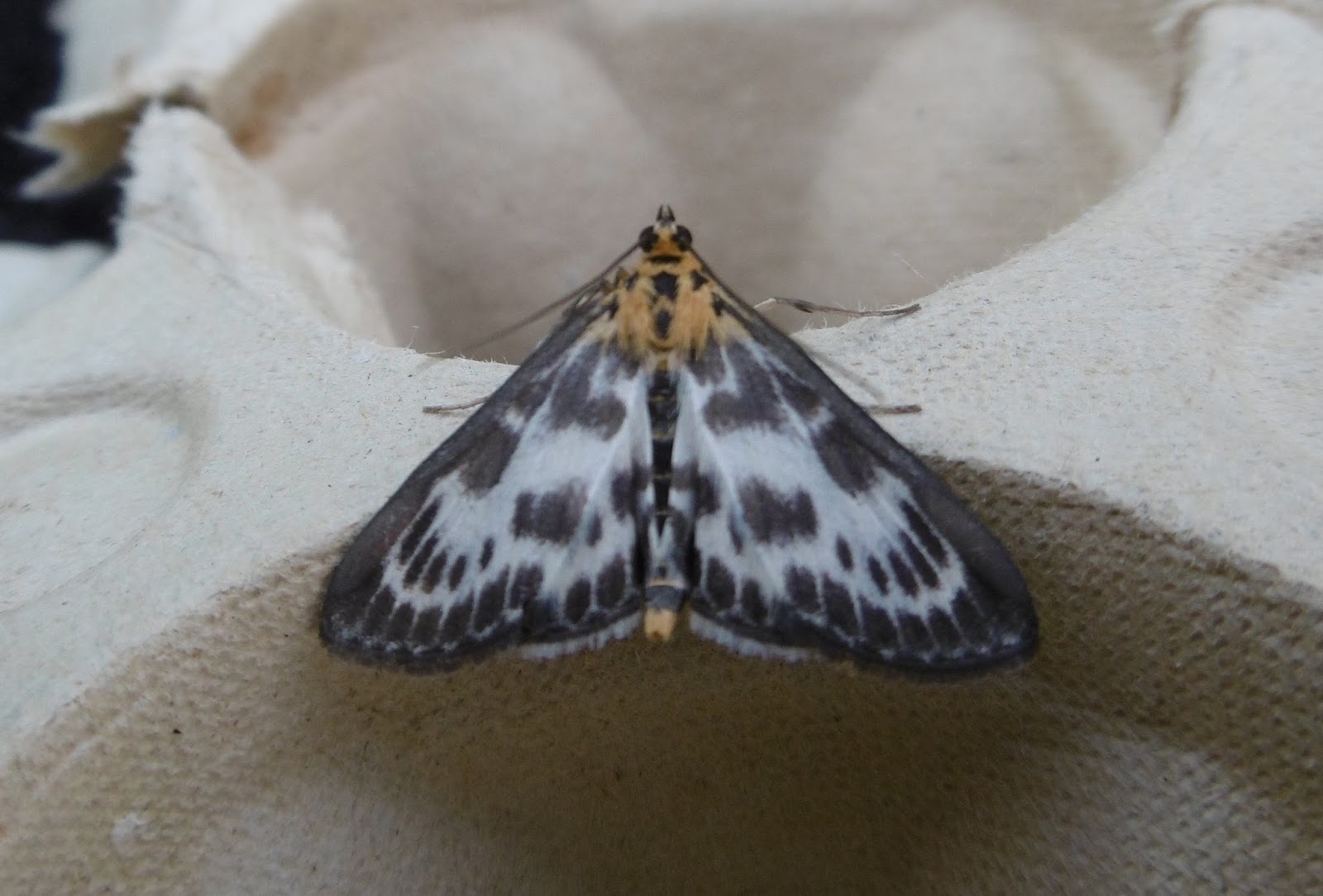 Martin's Moths: Cats online